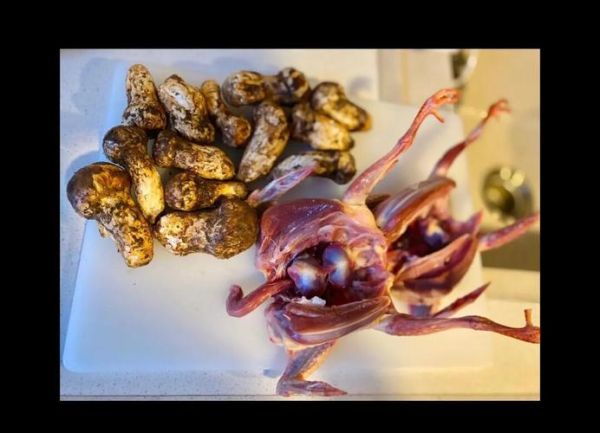 松茸炖鸽子怎么做_松茸炖鸽子功效与禁忌-第2张图片-山城妙识