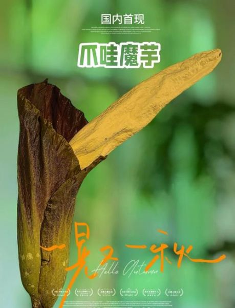 魔芋图片植物图片开花_魔芋开花长什么样-第1张图片-山城妙识