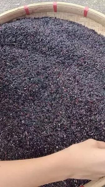 黑糯米的功效与作用及营养价值_黑糯米补血效果好吗-第2张图片-山城妙识 黑糯米的功效与作用及营养价值_黑糯米补血效果好吗-第2张图片-山城妙识