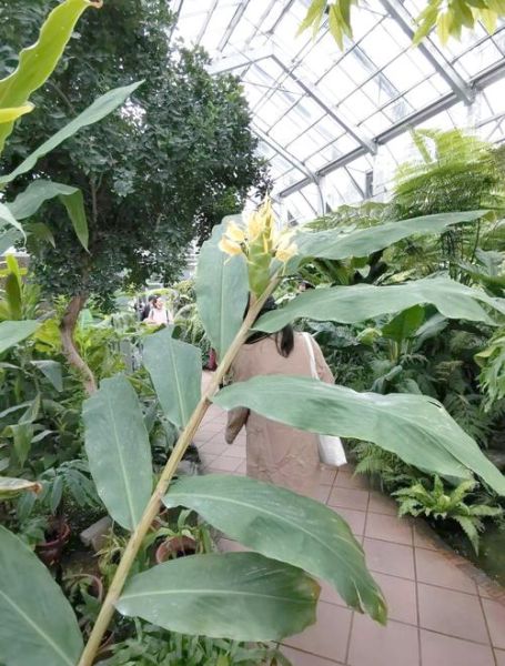 黄姜花怎么养_黄姜花什么时候开花-第3张图片-山城妙识 黄姜花怎么养_黄姜花什么时候开花-第3张图片-山城妙识