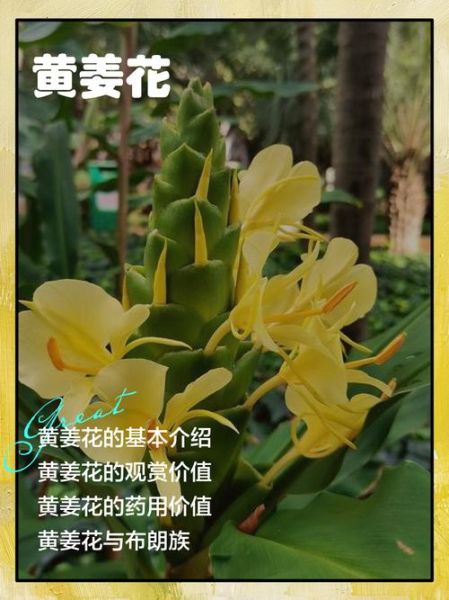 黄姜花怎么养_黄姜花什么时候开花-第2张图片-山城妙识 黄姜花怎么养_黄姜花什么时候开花-第2张图片-山城妙识