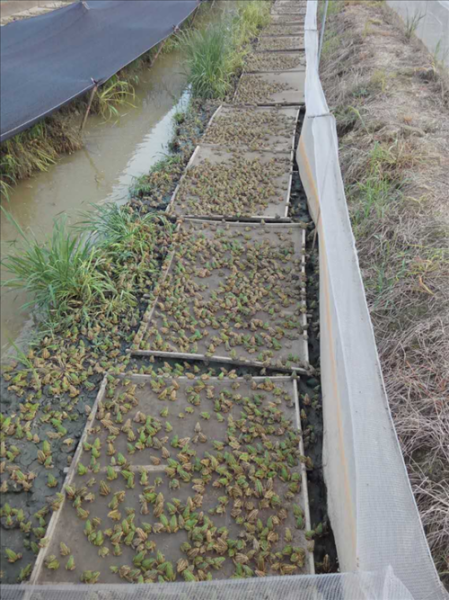 青蛙养殖一亩要多少钱_青蛙养殖成本明细-第1张图片-山城妙识 青蛙养殖一亩要多少钱_青蛙养殖成本明细-第1张图片-山城妙识