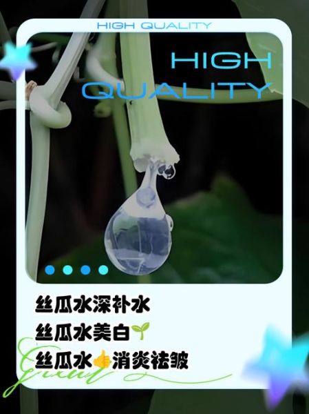丝瓜水的功效与作用_丝瓜水怎么喝才正确-第1张图片-山城妙识