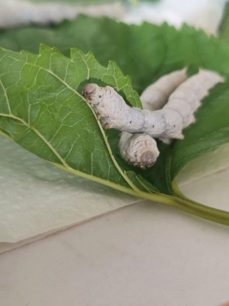 蚕宝宝图片怎么拍_蚕宝宝高清图哪里找-第1张图片-山城妙识 蚕宝宝图片怎么拍_蚕宝宝高清图哪里找-第1张图片-山城妙识