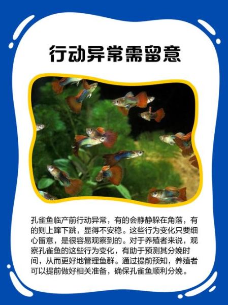 孔雀鱼生小鱼前兆有哪些_孔雀鱼临产症状图解-第2张图片-山城妙识 孔雀鱼生小鱼前兆有哪些_孔雀鱼临产症状图解-第2张图片-山城妙识