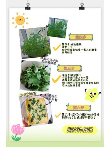 荆芥怎么种_荆芥种植方法和时间-第2张图片-山城妙识 荆芥怎么种_荆芥种植方法和时间-第2张图片-山城妙识