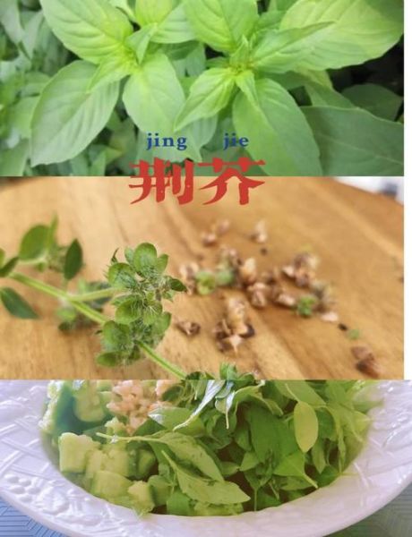 荆芥怎么种_荆芥种植方法和时间-第1张图片-山城妙识 荆芥怎么种_荆芥种植方法和时间-第1张图片-山城妙识