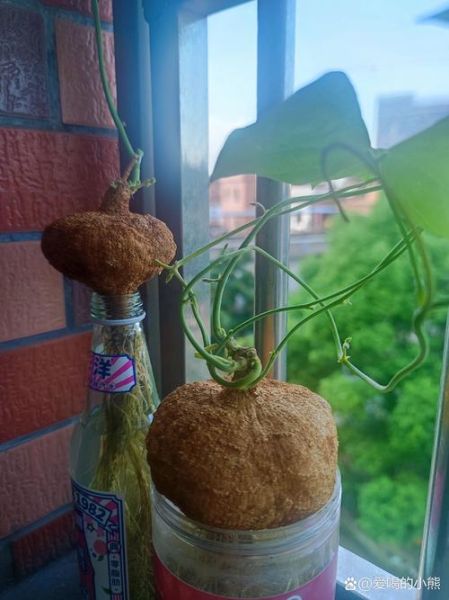 凉薯发芽了还能吃吗_吃了会中毒吗-第1张图片-山城妙识 凉薯发芽了还能吃吗_吃了会中毒吗-第1张图片-山城妙识