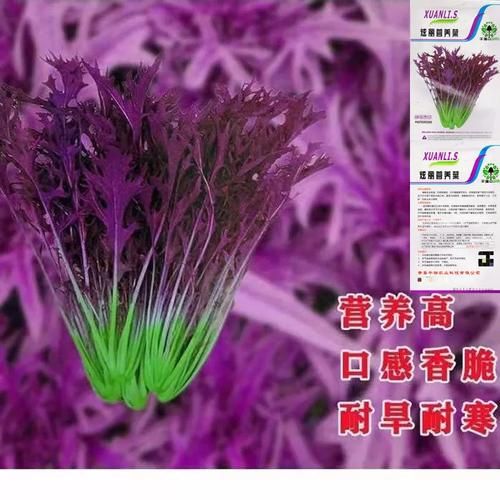 紫色雪里红是什么菜_紫色雪里红怎么吃-第1张图片-山城妙识