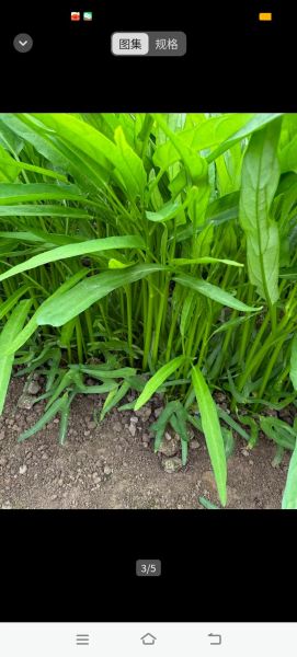 通菜吃多了会抽筋吗_空心菜抽筋真相-第3张图片-山城妙识 通菜吃多了会抽筋吗_空心菜抽筋真相-第3张图片-山城妙识