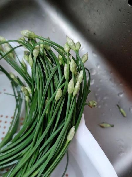 韭菜花的花苞要去吗_韭菜花苞要不要摘掉-第2张图片-山城妙识 韭菜花的花苞要去吗_韭菜花苞要不要摘掉-第2张图片-山城妙识