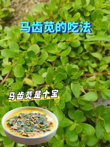 马苋菜怎么做好吃_马苋菜的家常做法-第3张图片-山城妙识 马苋菜怎么做好吃_马苋菜的家常做法-第3张图片-山城妙识