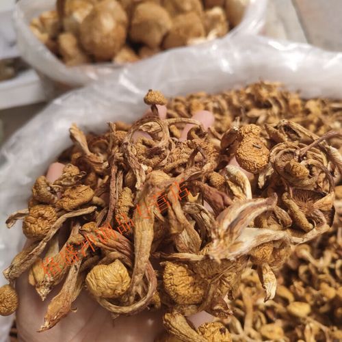 黄油蘑怎么保存_黄油蘑的做法大全-第2张图片-山城妙识 黄油蘑怎么保存_黄油蘑的做法大全-第2张图片-山城妙识