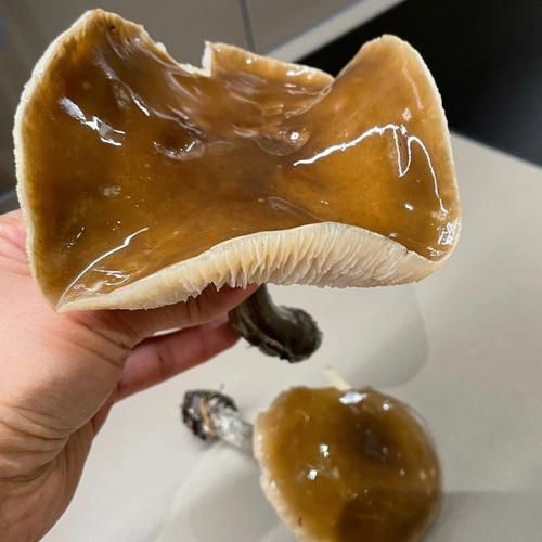 黄油蘑怎么保存_黄油蘑的做法大全-第3张图片-山城妙识 黄油蘑怎么保存_黄油蘑的做法大全-第3张图片-山城妙识