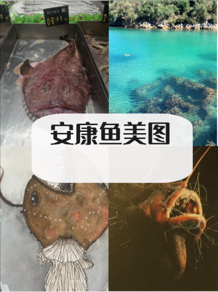 安康鱼为什么叫安康鱼_安康鱼名字的由来-第2张图片-山城妙识 安康鱼为什么叫安康鱼_安康鱼名字的由来-第2张图片-山城妙识