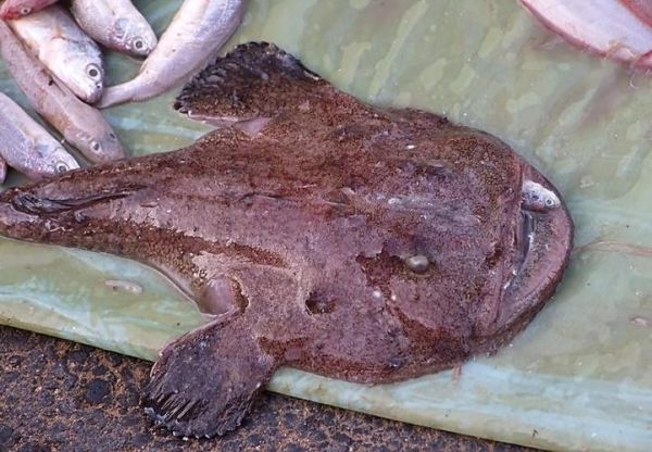 安康鱼为什么叫安康鱼_安康鱼名字的由来-第3张图片-山城妙识 安康鱼为什么叫安康鱼_安康鱼名字的由来-第3张图片-山城妙识