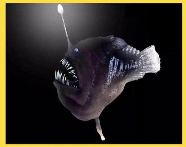 安康鱼为什么叫安康鱼_安康鱼名字的由来-第1张图片-山城妙识 安康鱼为什么叫安康鱼_安康鱼名字的由来-第1张图片-山城妙识