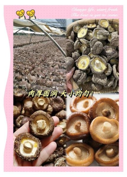 香菇批发价格多少钱一斤_如何挑选优质干香菇-第1张图片-山城妙识 香菇批发价格多少钱一斤_如何挑选优质干香菇-第1张图片-山城妙识