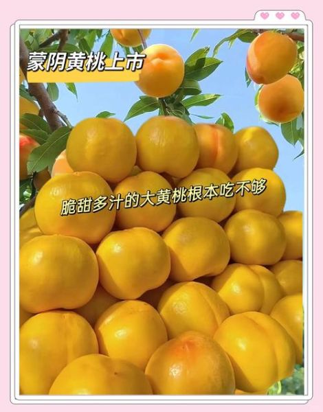 黄桃多少钱一斤_黄桃价格为什么差距大-第1张图片-山城妙识 黄桃多少钱一斤_黄桃价格为什么差距大-第1张图片-山城妙识