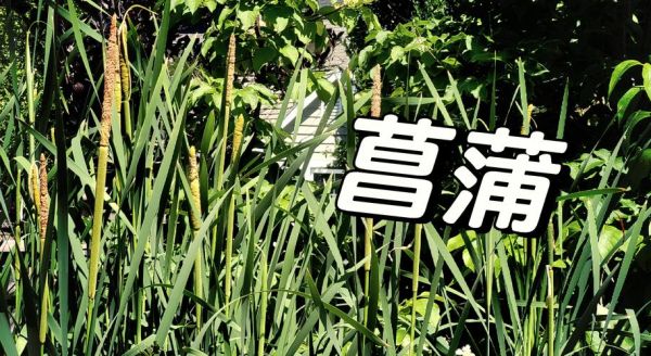 菖蒲怎么读拼音_菖蒲的拼音怎么写-第3张图片-山城妙识 菖蒲怎么读拼音_菖蒲的拼音怎么写-第3张图片-山城妙识