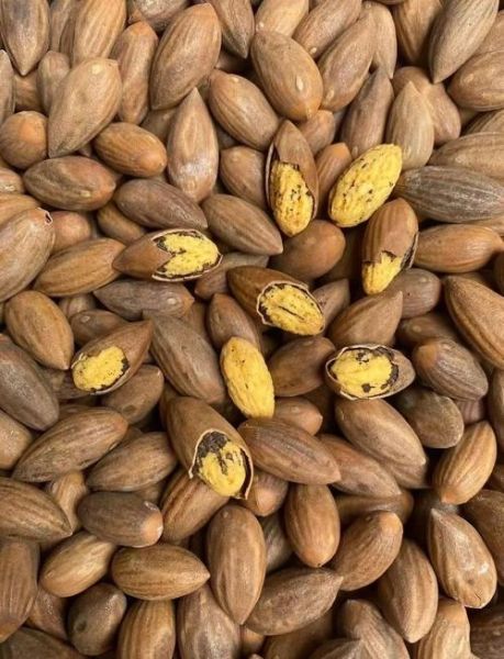 香榧为什么这么贵_香榧价格高的原因-第2张图片-山城妙识 香榧为什么这么贵_香榧价格高的原因-第2张图片-山城妙识