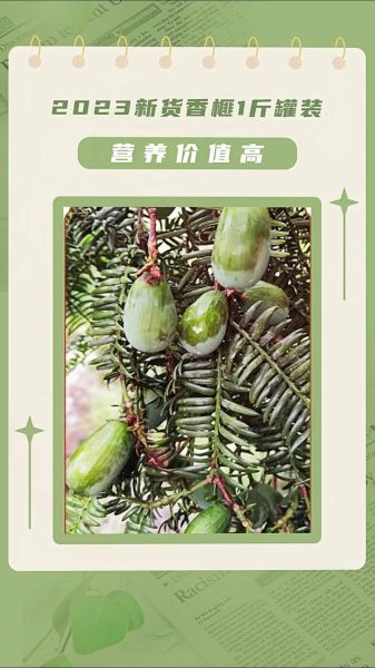 香榧为什么这么贵_香榧价格高的原因-第1张图片-山城妙识 香榧为什么这么贵_香榧价格高的原因-第1张图片-山城妙识