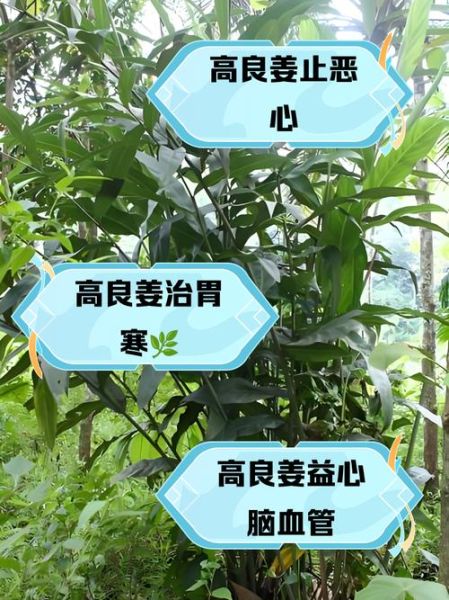 高良姜和香附的功效与作用_适合哪些人吃-第1张图片-山城妙识 高良姜和香附的功效与作用_适合哪些人吃-第1张图片-山城妙识