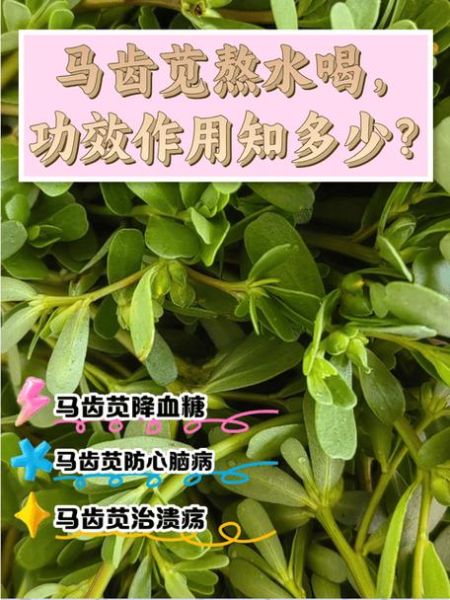 马齿苋治痔疮的方法_马齿苋治痔疮效果好吗-第1张图片-山城妙识 马齿苋治痔疮的方法_马齿苋治痔疮效果好吗-第1张图片-山城妙识