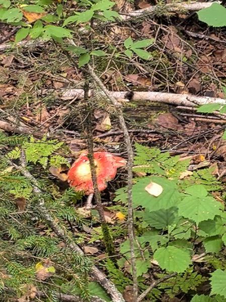 红伞伞白杆杆是什么_吃了会怎样-第3张图片-山城妙识 红伞伞白杆杆是什么_吃了会怎样-第3张图片-山城妙识