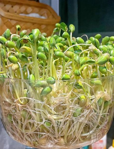 黄豆芽变绿了还能吃吗_黄豆芽变绿是否有毒-第1张图片-山城妙识 黄豆芽变绿了还能吃吗_黄豆芽变绿是否有毒-第1张图片-山城妙识