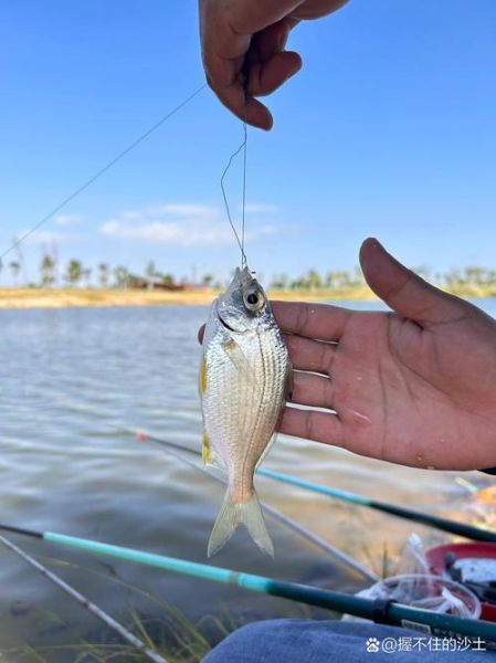 针嘴鱼多少钱一斤_针嘴鱼价格行情-第2张图片-山城妙识 针嘴鱼多少钱一斤_针嘴鱼价格行情-第2张图片-山城妙识