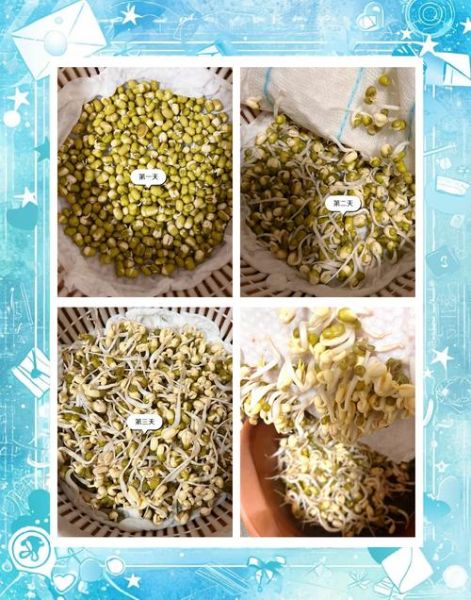 自制豆芽最简单的方法_家庭无土发豆芽步骤-第2张图片-山城妙识