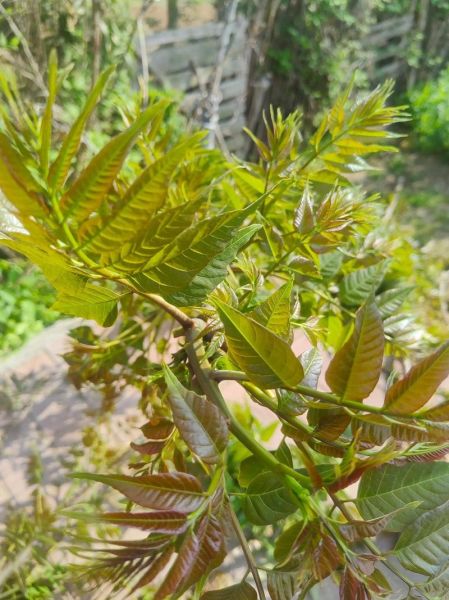 香椿拌鸡蛋怎么做_香椿拌鸡蛋的营养价值-第2张图片-山城妙识