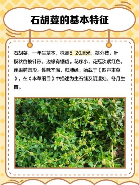 石香菜的功效与作用_石香菜怎么吃最好-第3张图片-山城妙识