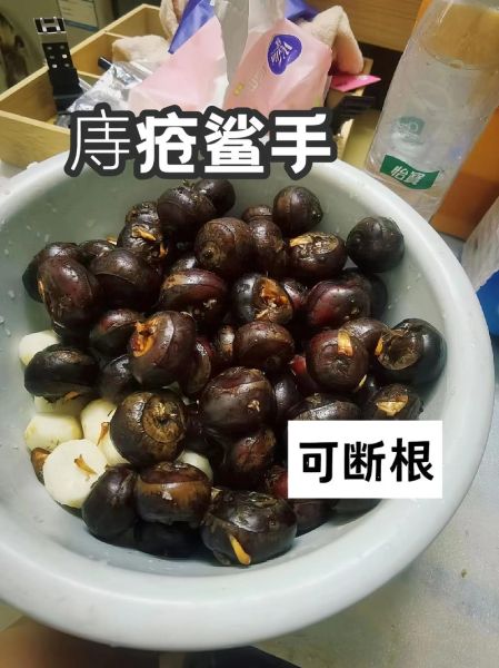 荸荠治痔疮有效吗_怎么用荸荠治痔疮-第3张图片-山城妙识 荸荠治痔疮有效吗_怎么用荸荠治痔疮-第3张图片-山城妙识