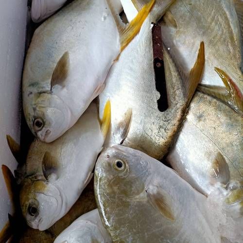 金鲳鱼营养价值高吗_金鲳鱼的功效与作用-第3张图片-山城妙识 金鲳鱼营养价值高吗_金鲳鱼的功效与作用-第3张图片-山城妙识