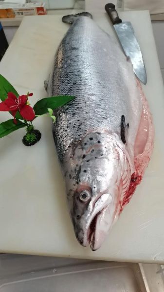 三文鱼正身图片怎么看_如何辨别新鲜度-第2张图片-山城妙识