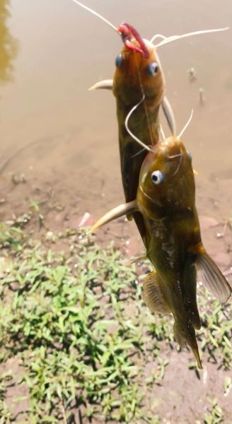 黄骨鱼怎么钓最好_黄骨鱼钓法技巧-第1张图片-山城妙识 黄骨鱼怎么钓最好_黄骨鱼钓法技巧-第1张图片-山城妙识