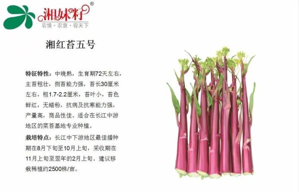 菜苔图片大全_如何区分红菜苔与白菜苔-第1张图片-山城妙识 菜苔图片大全_如何区分红菜苔与白菜苔-第1张图片-山城妙识