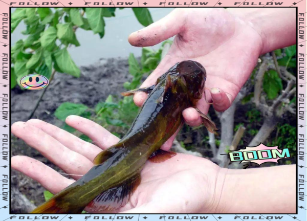 黄骨鱼怎么钓最好_黄骨鱼钓法技巧-第2张图片-山城妙识 黄骨鱼怎么钓最好_黄骨鱼钓法技巧-第2张图片-山城妙识