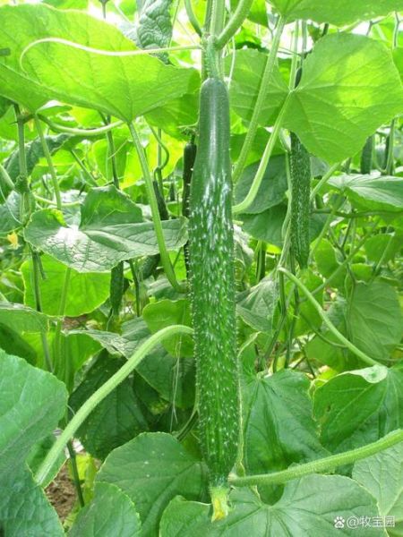 西胡瓜图片_西胡瓜和黄瓜的区别-第3张图片-山城妙识
