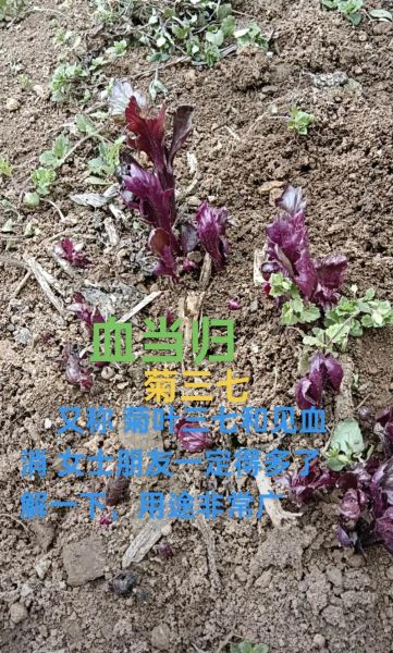 血当归的功效与作用_血当归怎么吃好-第2张图片-山城妙识 血当归的功效与作用_血当归怎么吃好-第2张图片-山城妙识