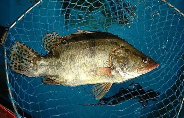 桂鱼是淡水鱼还是海鱼_桂鱼适合清蒸还是红烧-第3张图片-山城妙识