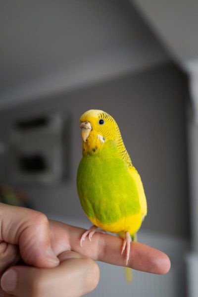 虎皮鹦鹉图片怎么拍_虎皮鹦鹉图片高清下载-第1张图片-山城妙识 虎皮鹦鹉图片怎么拍_虎皮鹦鹉图片高清下载-第1张图片-山城妙识