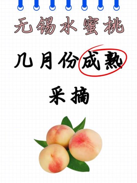 无锡水蜜桃哪里买最正宗_无锡水蜜桃几月份成熟-第1张图片-山城妙识 无锡水蜜桃哪里买最正宗_无锡水蜜桃几月份成熟-第1张图片-山城妙识