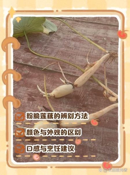 藕节是藕的哪个部位_藕节和藕的区别-第2张图片-山城妙识 藕节是藕的哪个部位_藕节和藕的区别-第2张图片-山城妙识