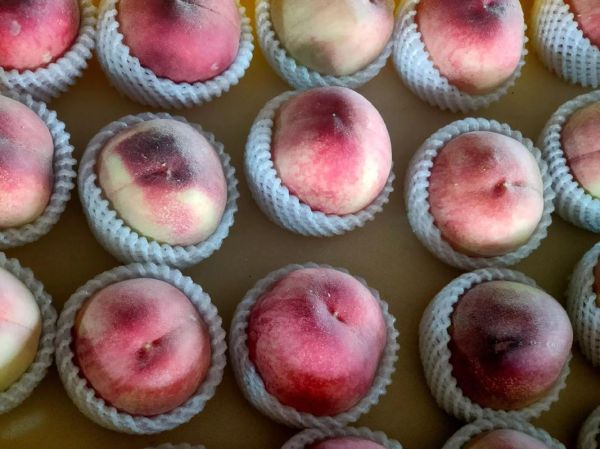 无锡水蜜桃哪里买最正宗_无锡水蜜桃几月份成熟-第3张图片-山城妙识 无锡水蜜桃哪里买最正宗_无锡水蜜桃几月份成熟-第3张图片-山城妙识