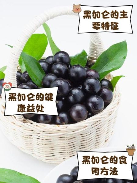 黑加仑的功效与作用_黑加仑能天天吃吗-第2张图片-山城妙识