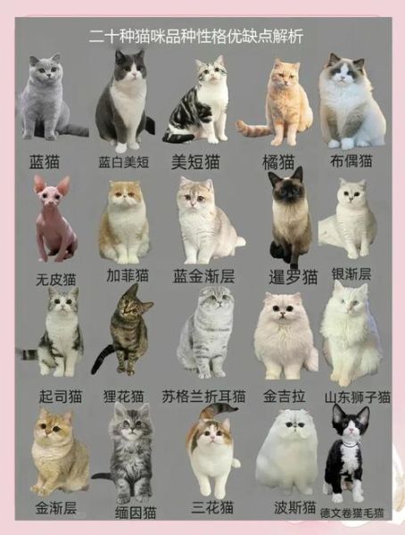 起司猫是什么品种_起司猫和美短区别-第2张图片-山城妙识