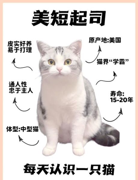 起司猫是什么品种_起司猫和美短区别-第3张图片-山城妙识